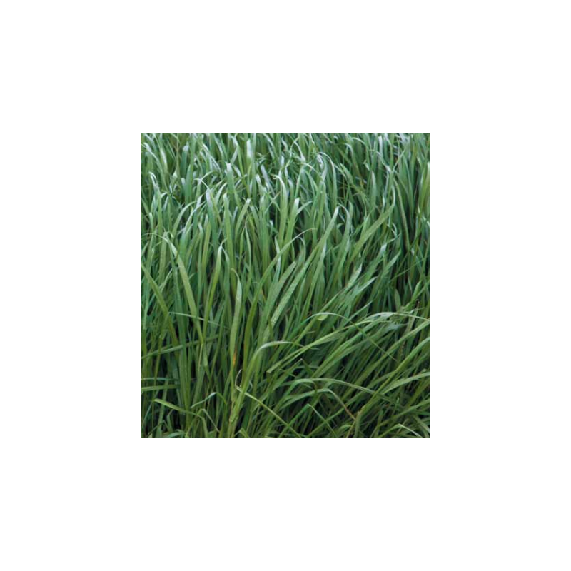 Ray Grass Italien ALT 2N PROMPT (10kg) - LG Seeds | Auragri